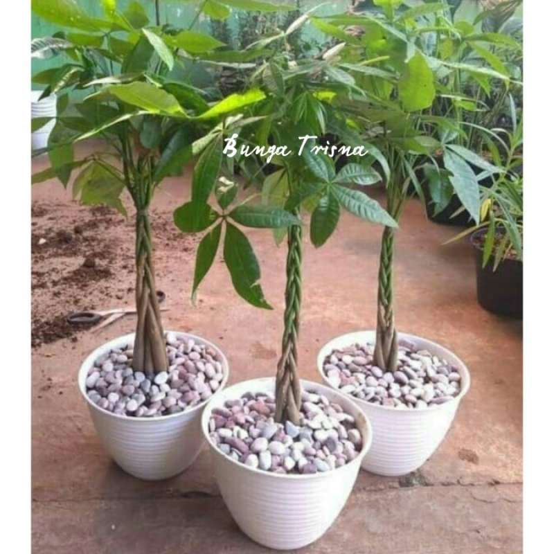 Jual Tanaman Hias Pohon Pachira Aquatica / Pohon Uang Plus Pot & Batu ...