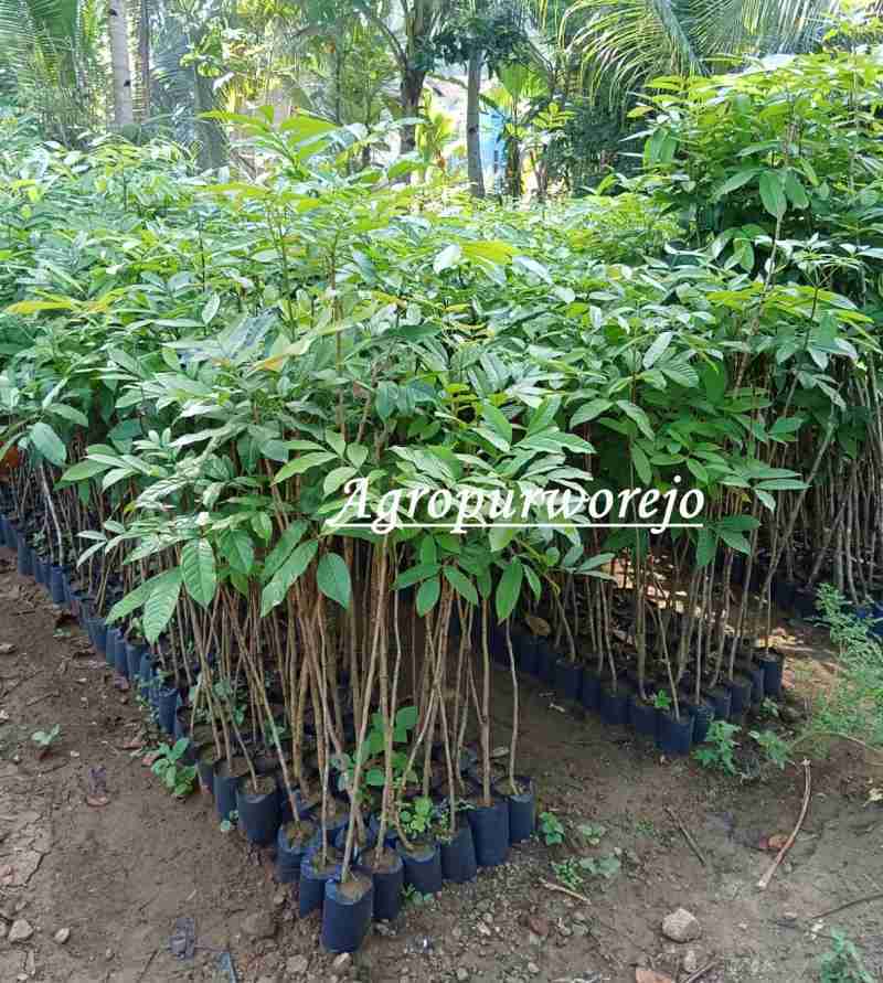 Jual Ketinggian 1m Up - Bibit Tanaman Kayu Mahoni Kayu Keras - Murah Di ...