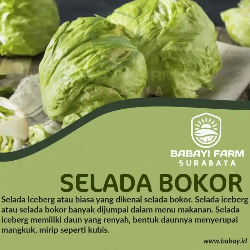 Selada Bokor 1 Kg Gratis Ongkir 🏷️ Harga Murah Juni 2026