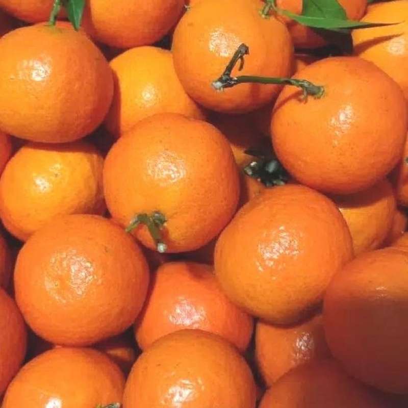Jual Buah Jeruk Santang - 1000g Di Seller Ibaza Fruitsbox - Tlogosari ...