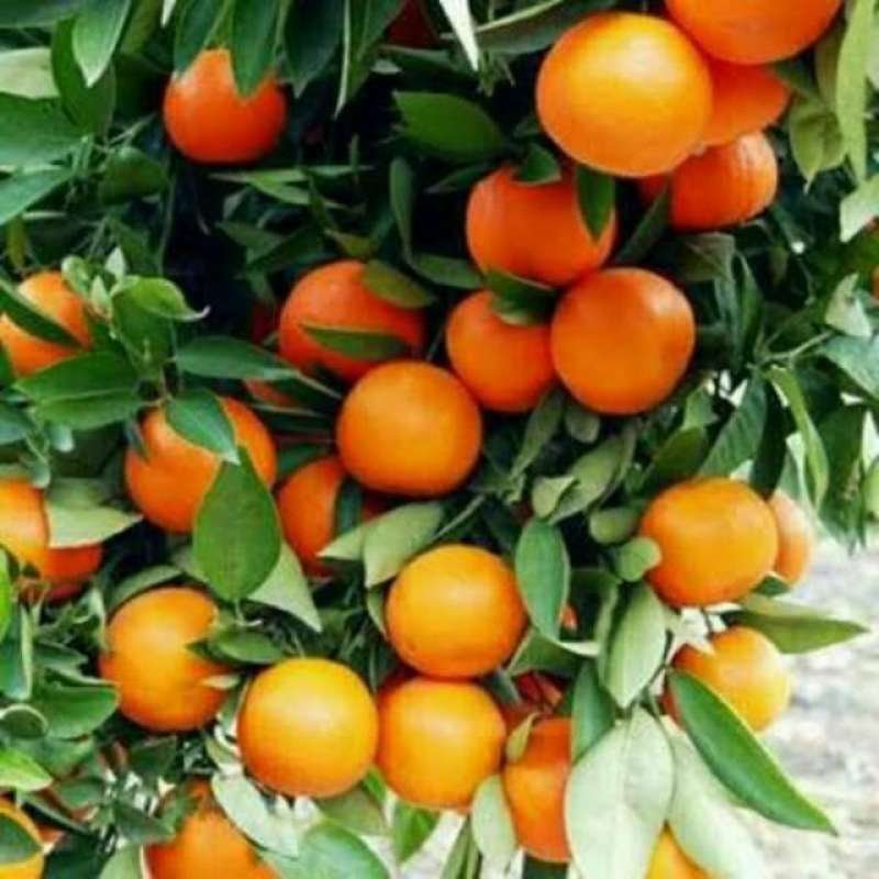 Jual Buah Jeruk Santang - 1000g Di Seller Ibaza Fruitsbox - Tlogosari ...