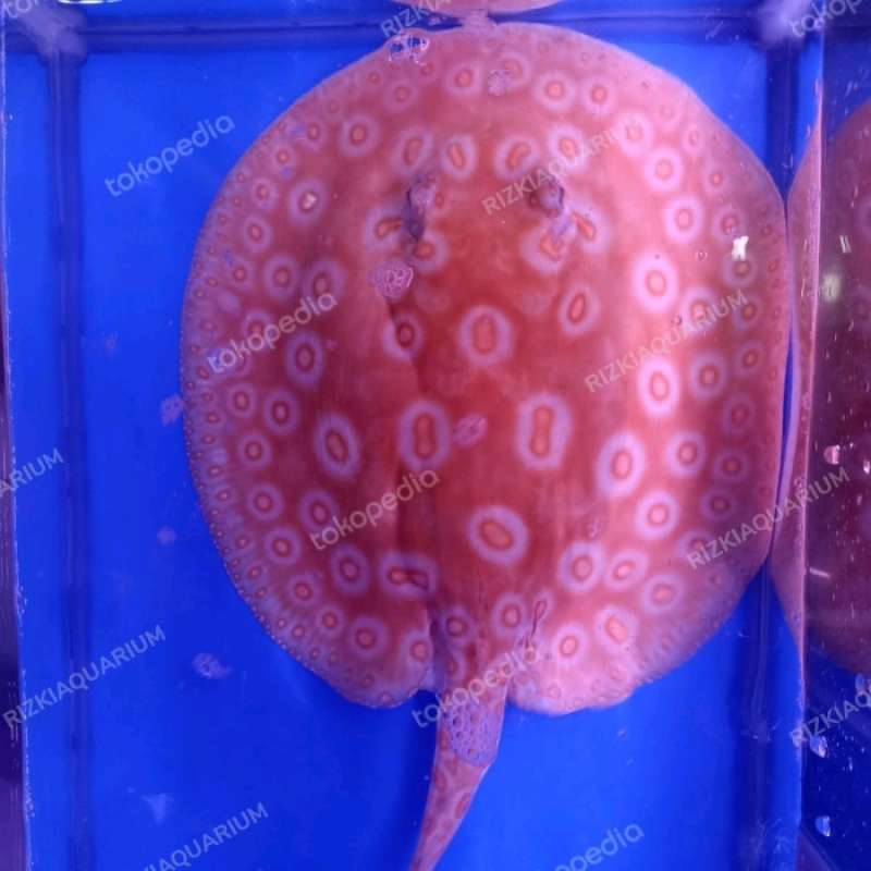 Promo ikan pari albino pearl stingray (pari pearl albino) Diskon 23% di ...
