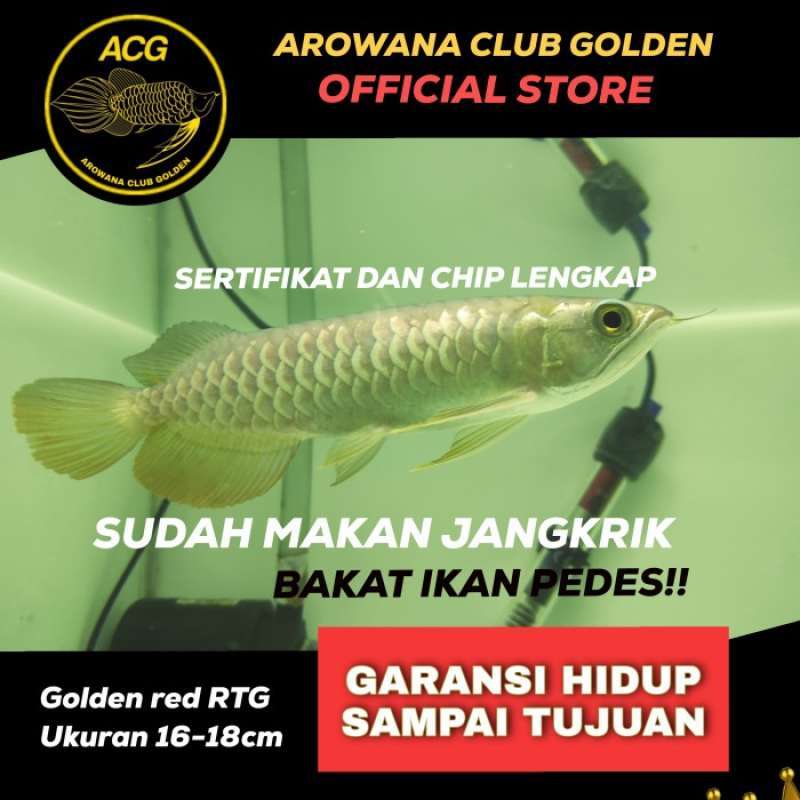 Promo ikan hidup Arwana golden red RTG / Arowana Red tail Golden anakan ...
