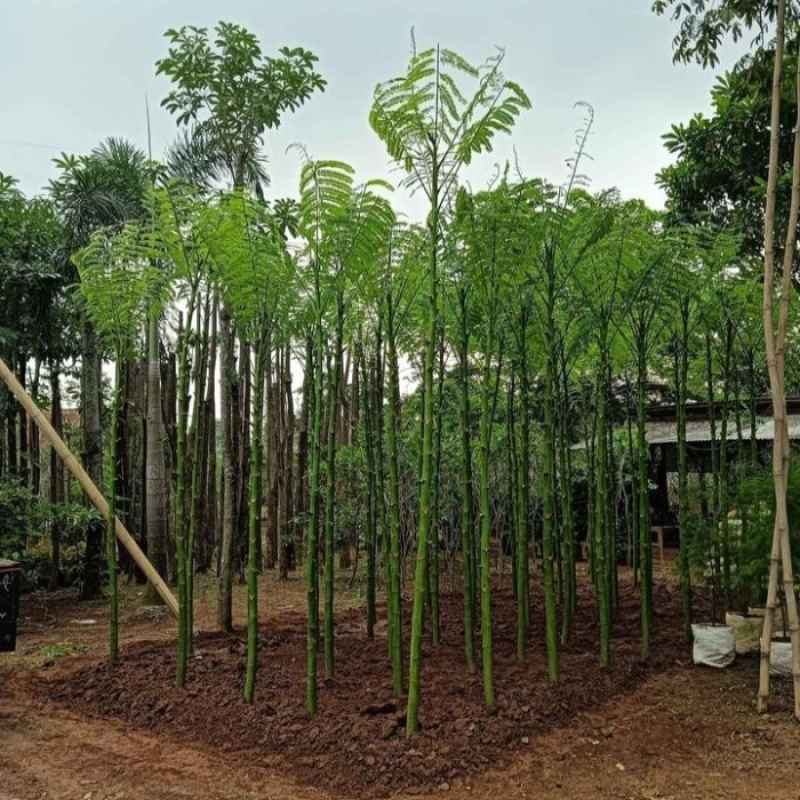 Jual Pohon Solobium Brazil/ Pakis Brazil 2 Meter Di Seller Zenonn Shop ...