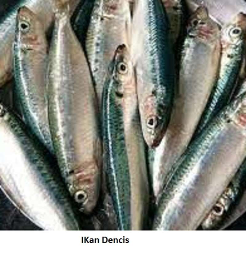 Jual Ikan Segar Dencis Pulpen - 1kg Di Seller Marketmedan - Kwala ...
