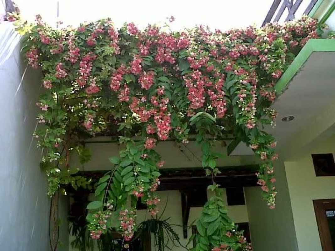 Promo Pohon Bunga Melati Belanda Merah Super Wangi Tanaman Rambat ...