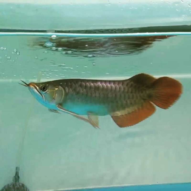 Promo Arwana/arowana Super Red Spesial Diskon 29% Di Seller Min Yoona ...