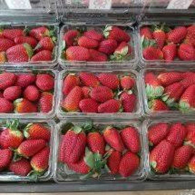 Jual Buah Strawberry 1 Pack Plastik Mika Kecil Stoberi Stroberi Merah ...