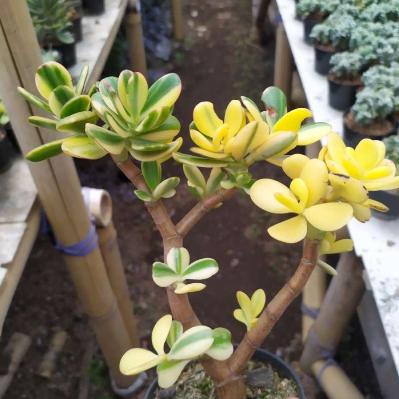 Jual Crassula Jade Plant Variegata Kaktus Sukulen Tanaman Hias Di ...