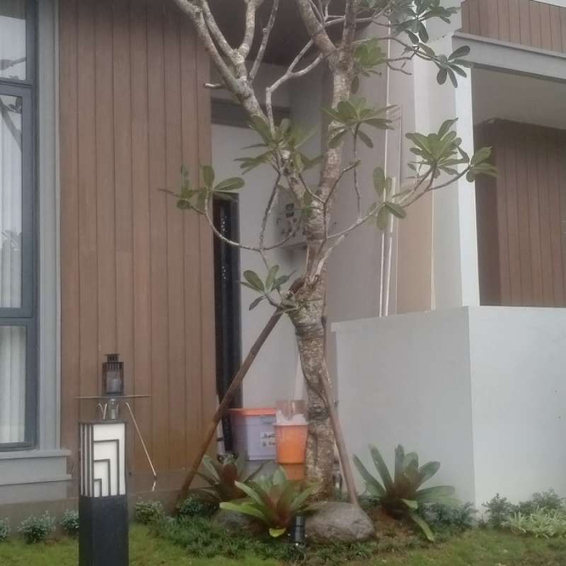 Jual Dp 20 % Pembayaran Kamboja Fosil (kamboja Besar) Link Pesanan ...