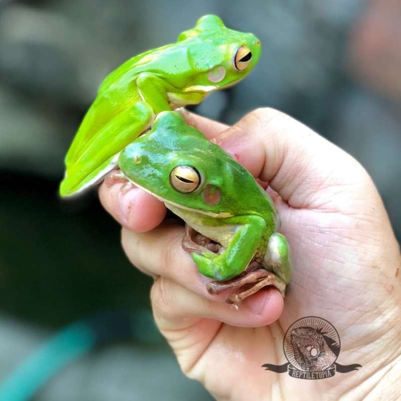 Jual White Lips Tree Frog - Bukan Pacman Dumpy Dart Kodok Katak Bull Amfibi Di Seller Kingyo ...