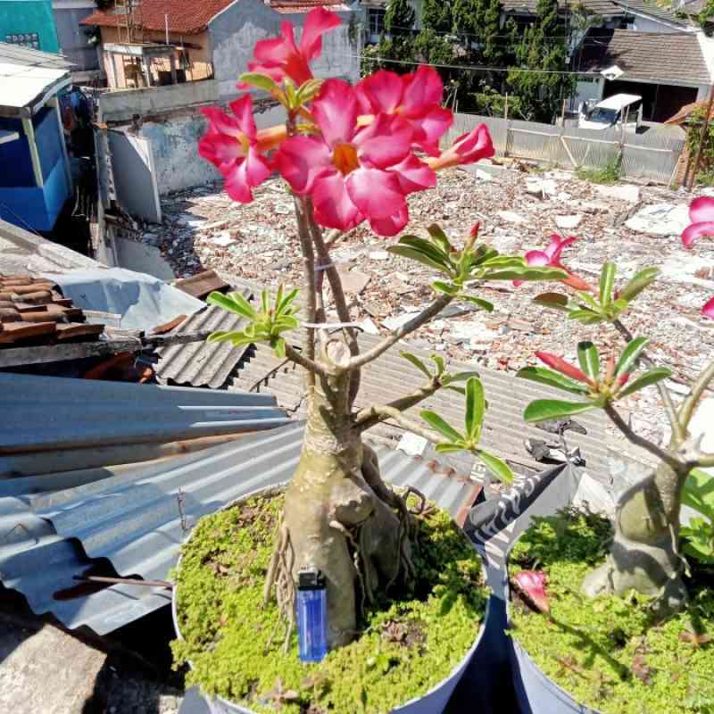 Promo Tanaman Hias Adenium Kamboja Jepang Bongsai Merah Pink Bonsai ...