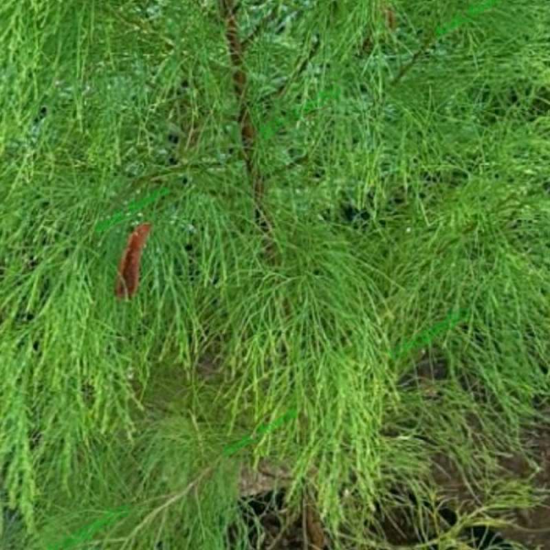 Jual Pohon Cemara Balon Tingi 1mtr Daun Di Seller Aghanim - Cengkareng ...