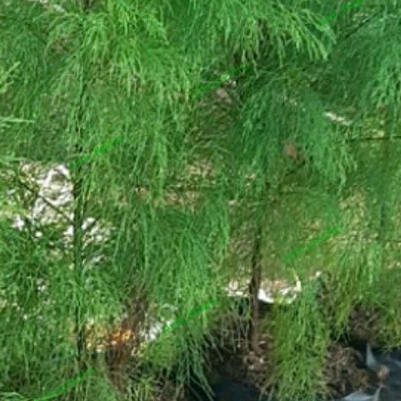 Jual Pohon Cemara Balon Tingi 1mtr Daun Di Seller Aghanim - Cengkareng ...