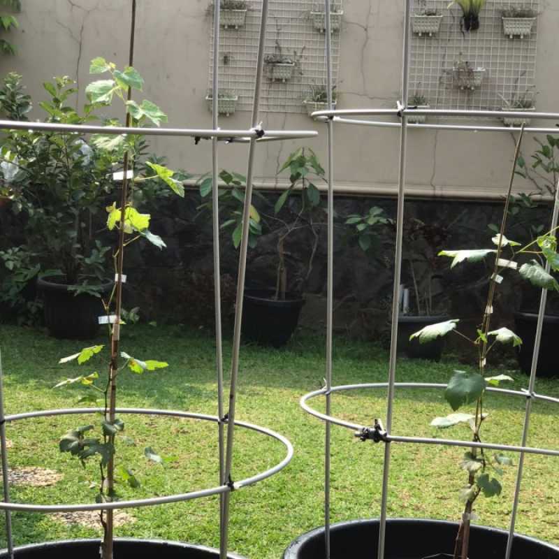 Jual Pipa Alumunium 0.8 Untuk Tanaman Anggur / Pot Anggur ( Link ...