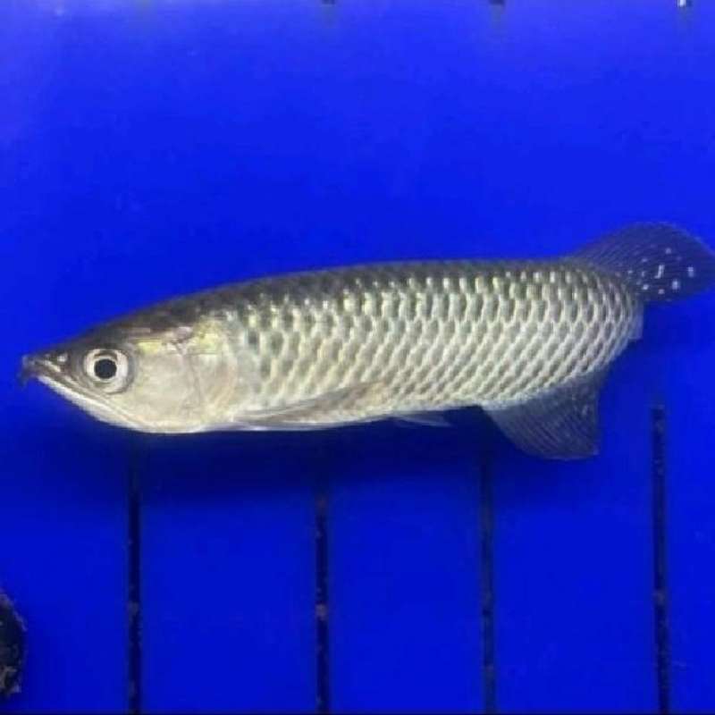 Ikan Arwana Irian