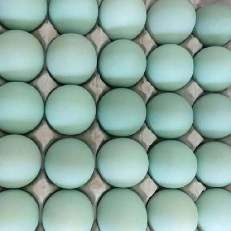 Promo Sayurhd Telur Bebek Mentah 1 Pack Isi 4 Butir Diskon 6% Di Seller ...