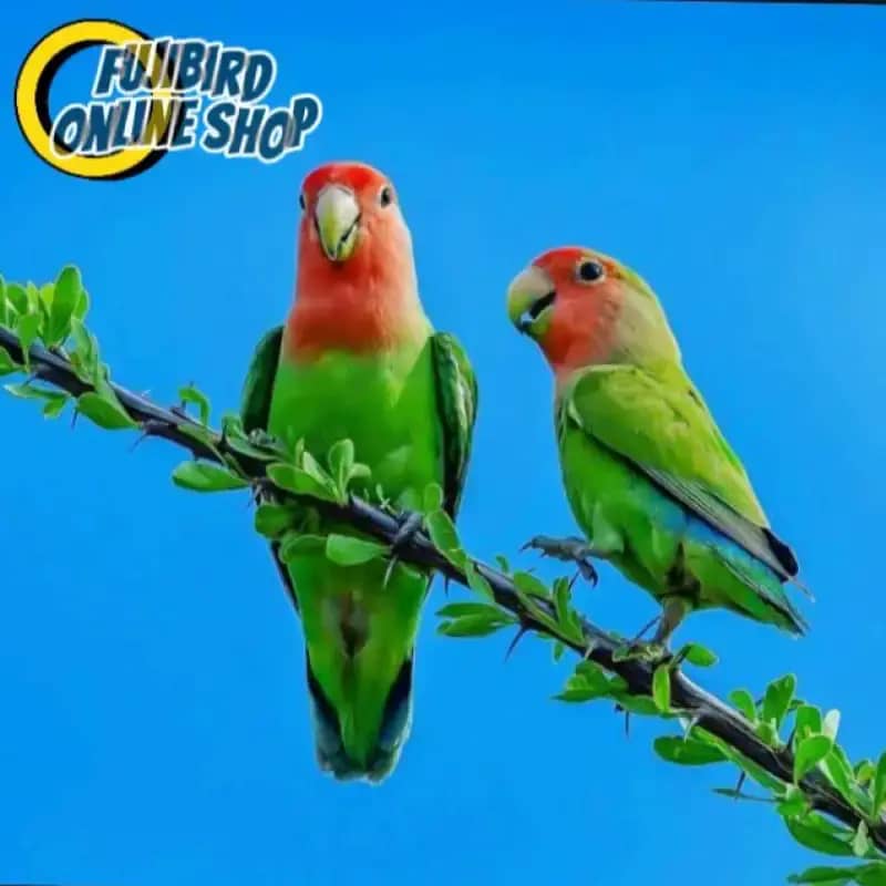 Jual Burung Lovebird Sepasang Terdekat 🏷️ Harga Grosir Murah Terupdate ...