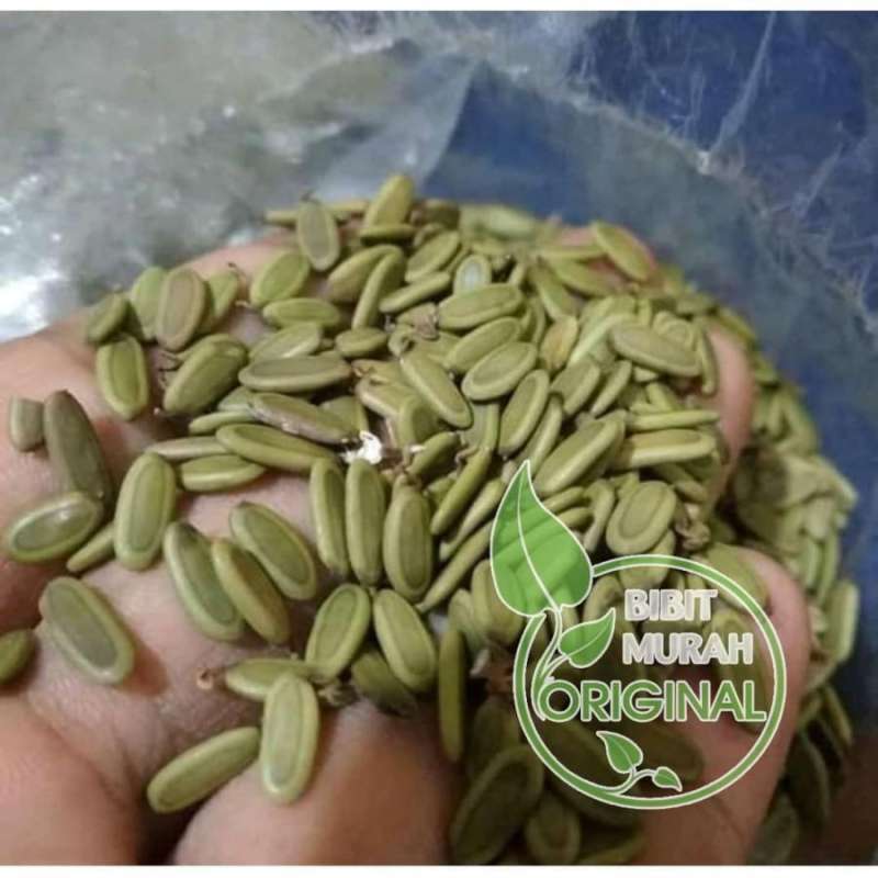 Jual Biji Sengon Solomon Asli 1kg Di Seller Argopenghijauan Pehkulon Kab Kediri Blibli
