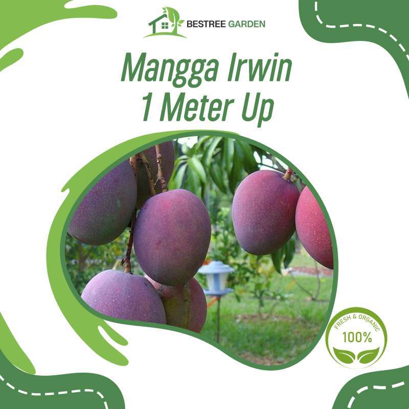 Jual Mangga 1 Kg Irwin 💯 Harga Murah & Kualitas Terbaik Juni 2026