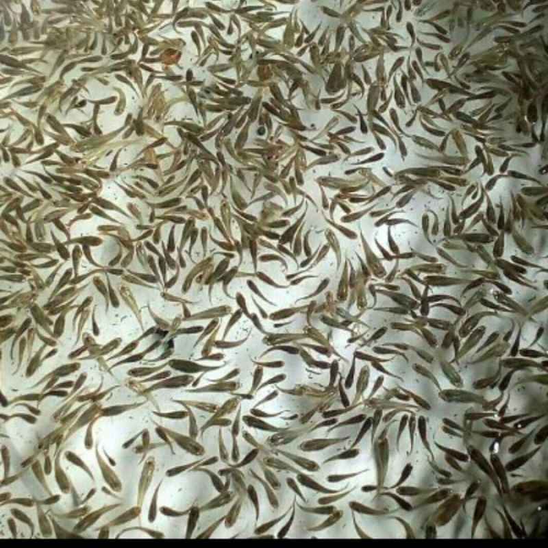 Promo Ikan Cere / Guppy Sungai Sawah Pakan Ikan Predator Kualitas Top ...