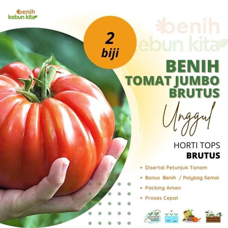 Jual Benih Sayuran Tomat Raksasa || Tomat Brutus || Tomat Super Besar ...