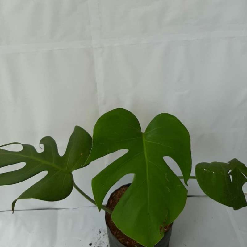 Promo Monstera Deliciosa-Bibit Tanaman Monstera Deliciosa Daun Pecah2 ...