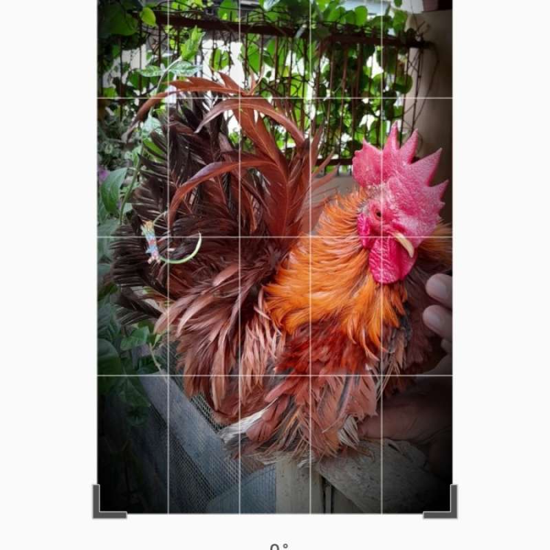 Promo Ayam Hias (ayam Serama/ayam Kate/walik/ayam Pelung/anakan Ayam ...