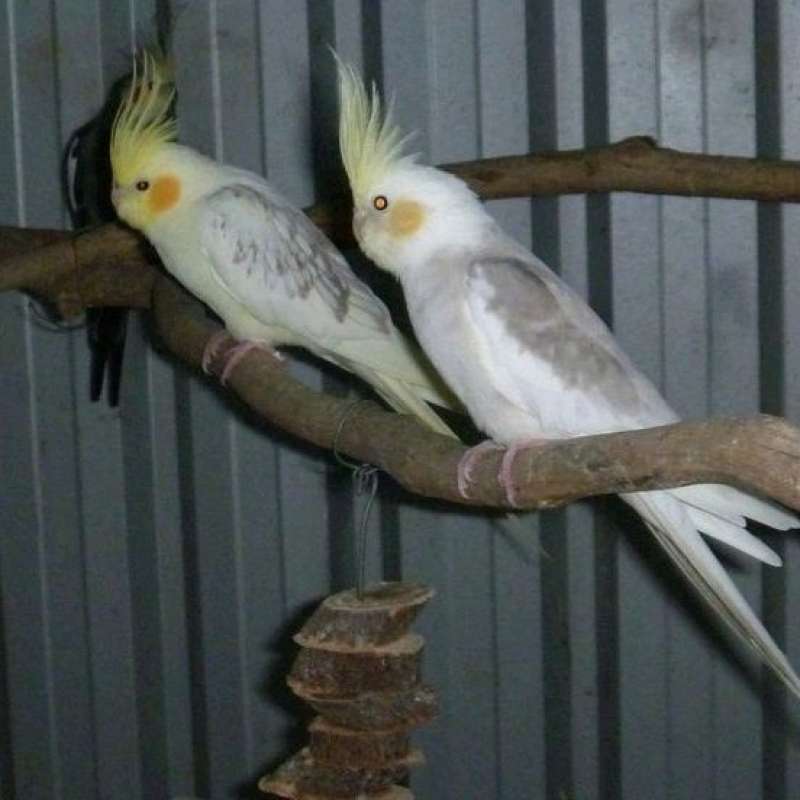 Jual Burung Falk/parkit Australia Satuan/sepasang Siap Ternak Di Seller ...