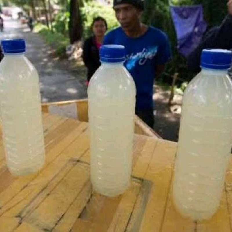 Jual Toak Khas Tuban Pluruh Batu Ginjal Tanpa Operasi(kemasan Hemat ...