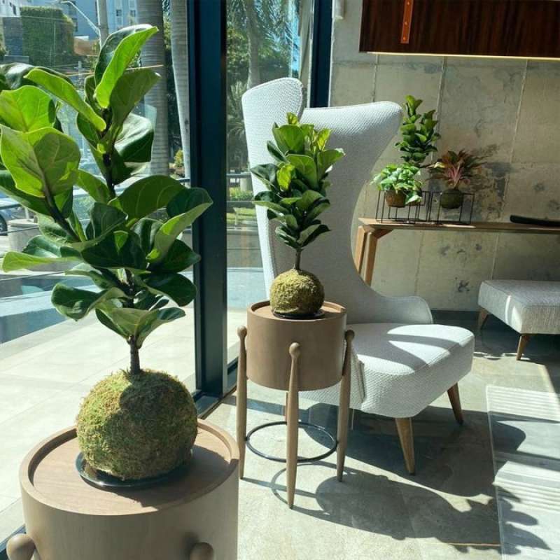 Jual Mossball - Ficus Lyrata Fiddle Leaf Fig Tanaman Pohon Ketapang ...