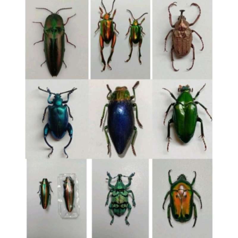 Jual Ty Koleksi Awetan Serangga Kering Asli Di Seller Velvet Store ...