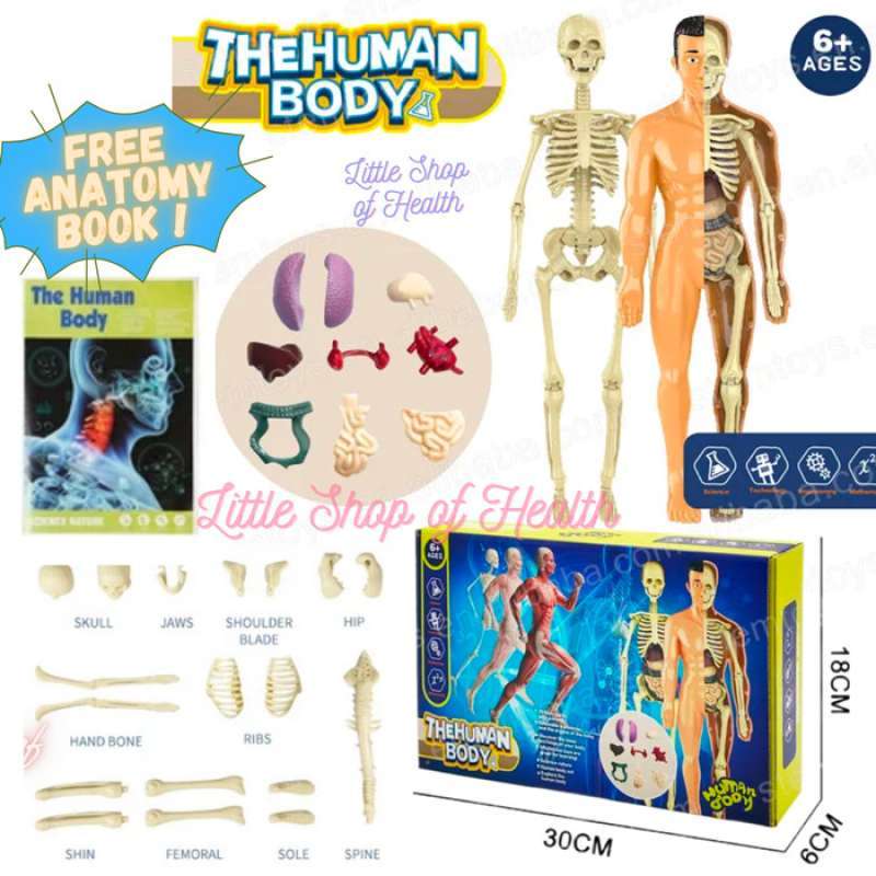 Jual Human Body Set - Mainan Edukasi Anatomi Tubuh Di Seller Kingyo ...