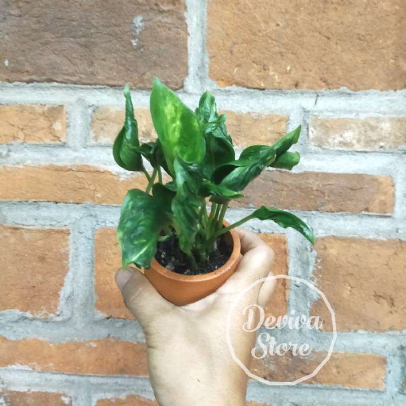 Jual Tanaman Hias Epipremnum Shangrila Include Pot - Rimbun Di Seller ...