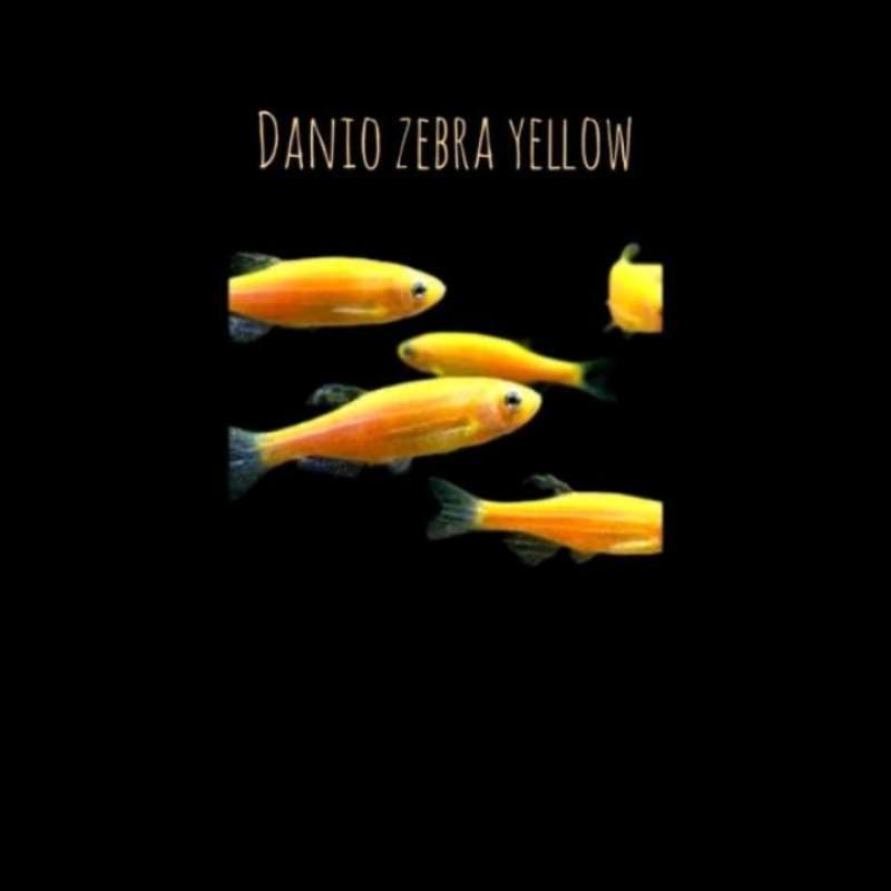 Jual Ikan Glofish Danio Terbaik Februari 2025 - Harga Murah & Gratis ...
