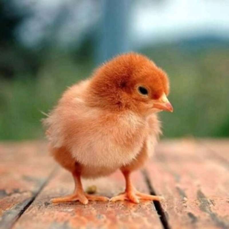 Jual Telur Ayam Ras Rhode Island Red(rir)petelur Handal Untuk Di ...