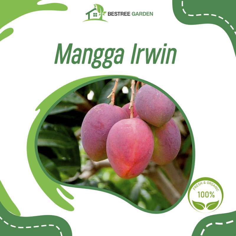 Jual Mangga 1 Kg Irwin 💯 Harga Murah & Kualitas Terbaik Juni 2026