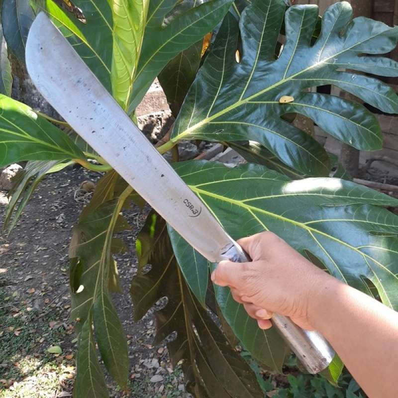 Pohon Bendo