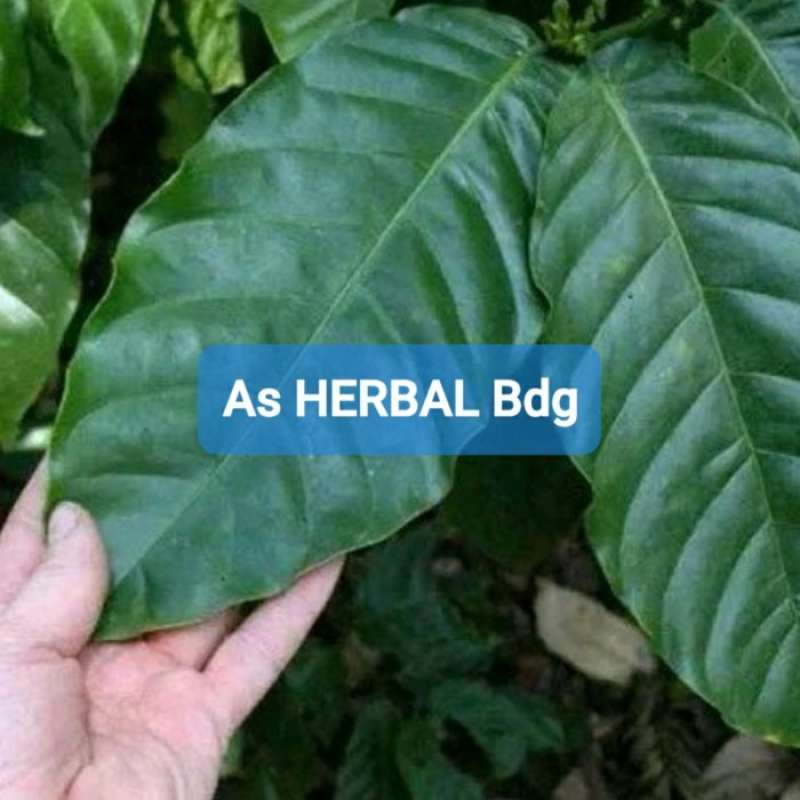 Jual Daun Kopi Segar 1 Kg di Seller Nizar Store 001 - Cikoko, Kota ...