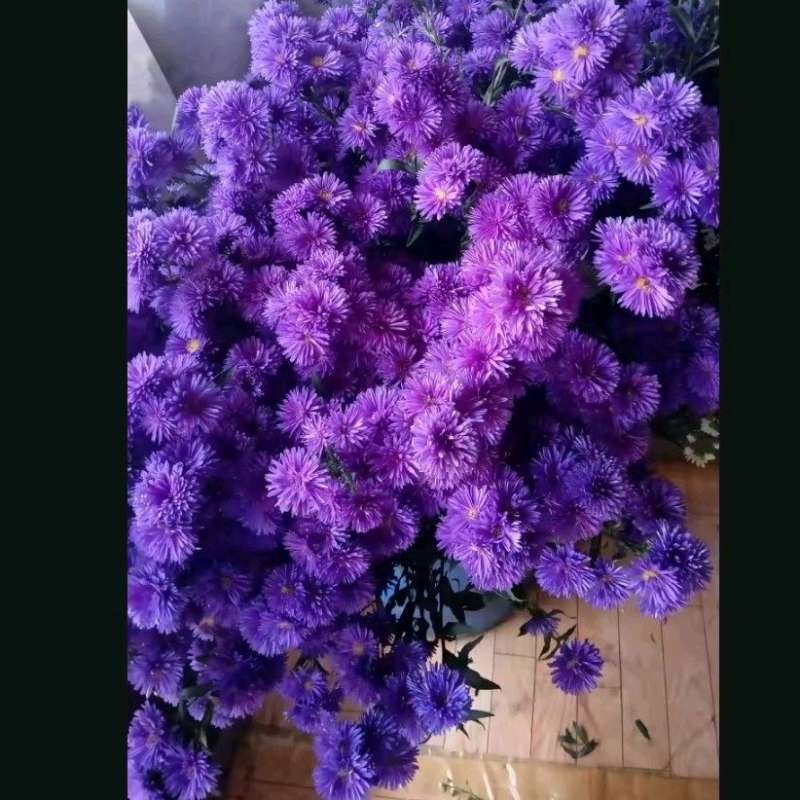 Jual Bunga Pikok Ungu Original Murah - Harga Diskon April 2024 | Blibli.com