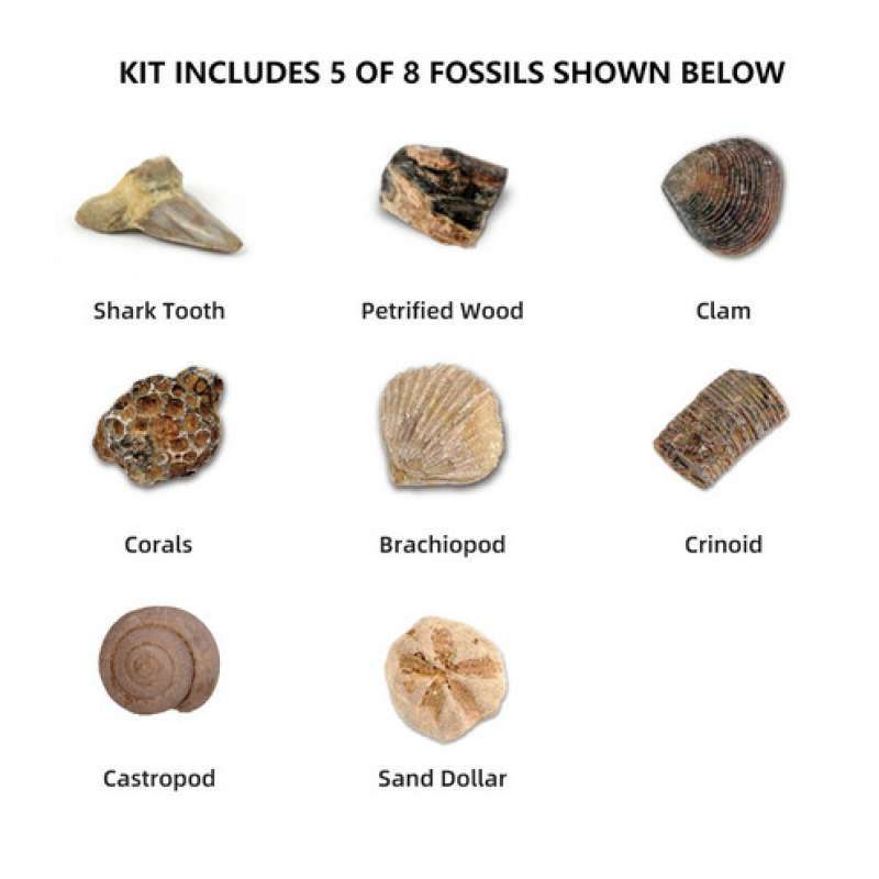 Promo Mainan Arkeolog Digging Toys Fossils Mining Kit Fosil Harta Karun ...