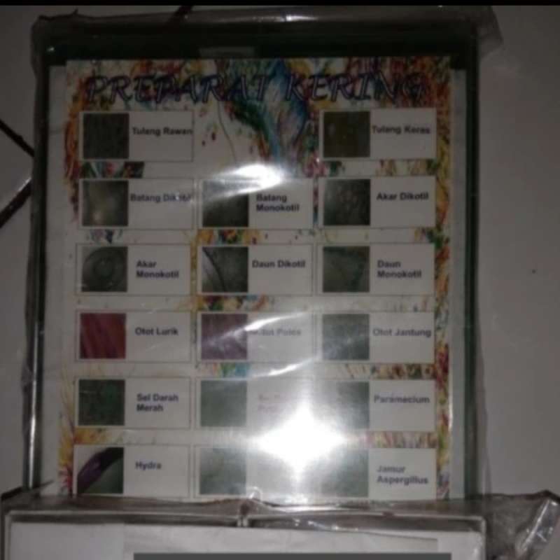 Jual Preparat Kering 17 Macam / Set Preparat Awetan Biologi Di Seller ...