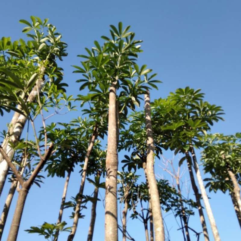 Jual Pohon Pule/pulai Pohon Peneduh Dan Pelindung 5meter Di Seller ...