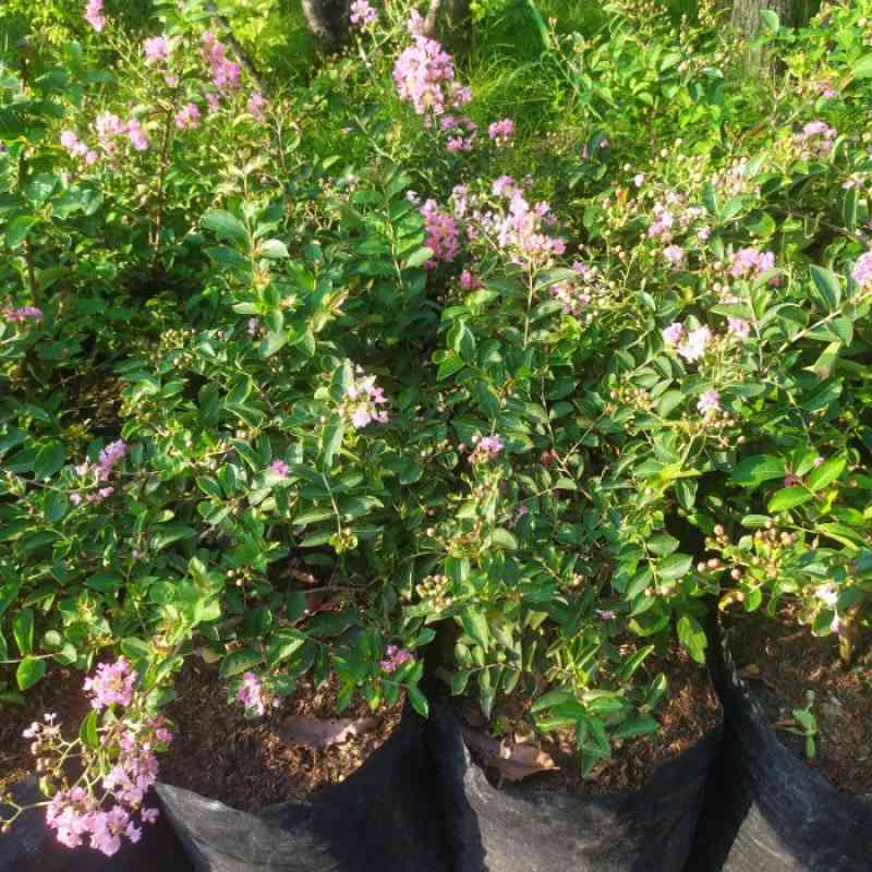 Jual Tanaman Sakura Rimbun Sudah Berbunga Di Seller Hachi - Cengkareng ...