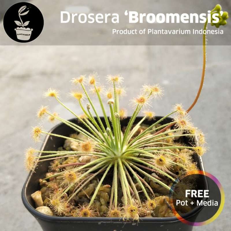 Promo Sale Tanaman Karnivora Pemakan Serangga Sundew / Drosera ...
