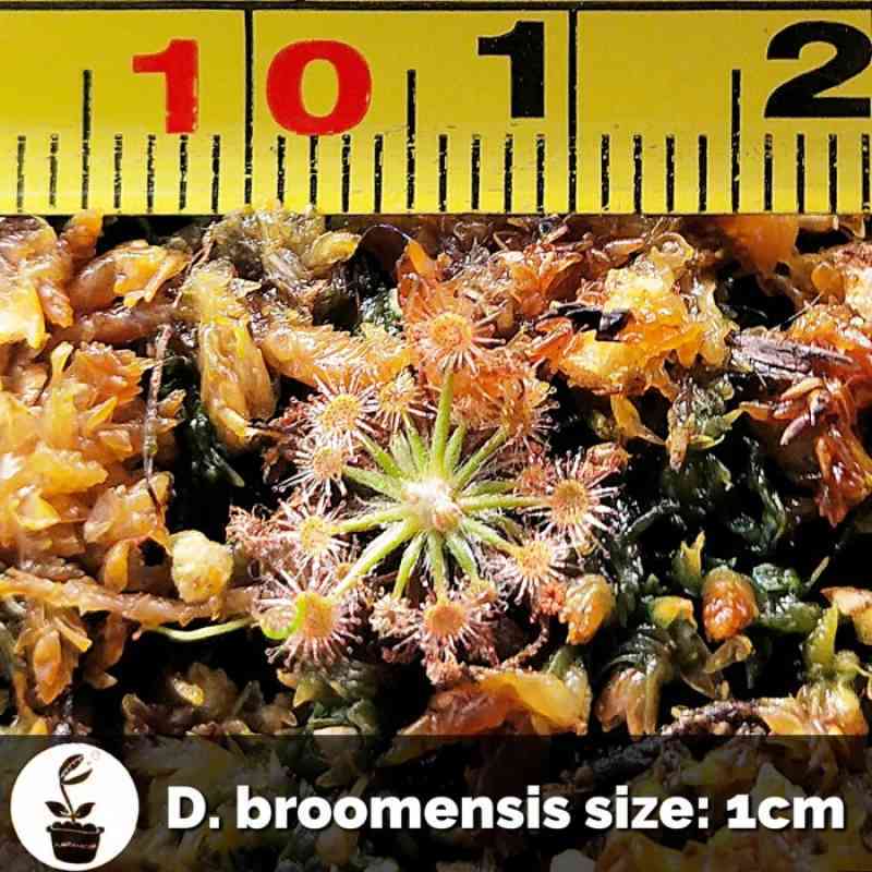 Promo Sale Tanaman Karnivora Pemakan Serangga Sundew / Drosera ...