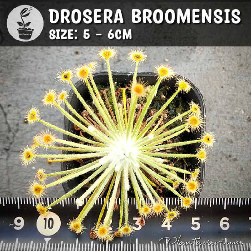 Promo Sale Tanaman Karnivora Pemakan Serangga Sundew / Drosera ...
