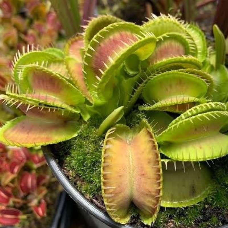 Jual Venus Flytrap Alien, Tanaman Pemakan Serangga, Kantong Semar, Vtf ...