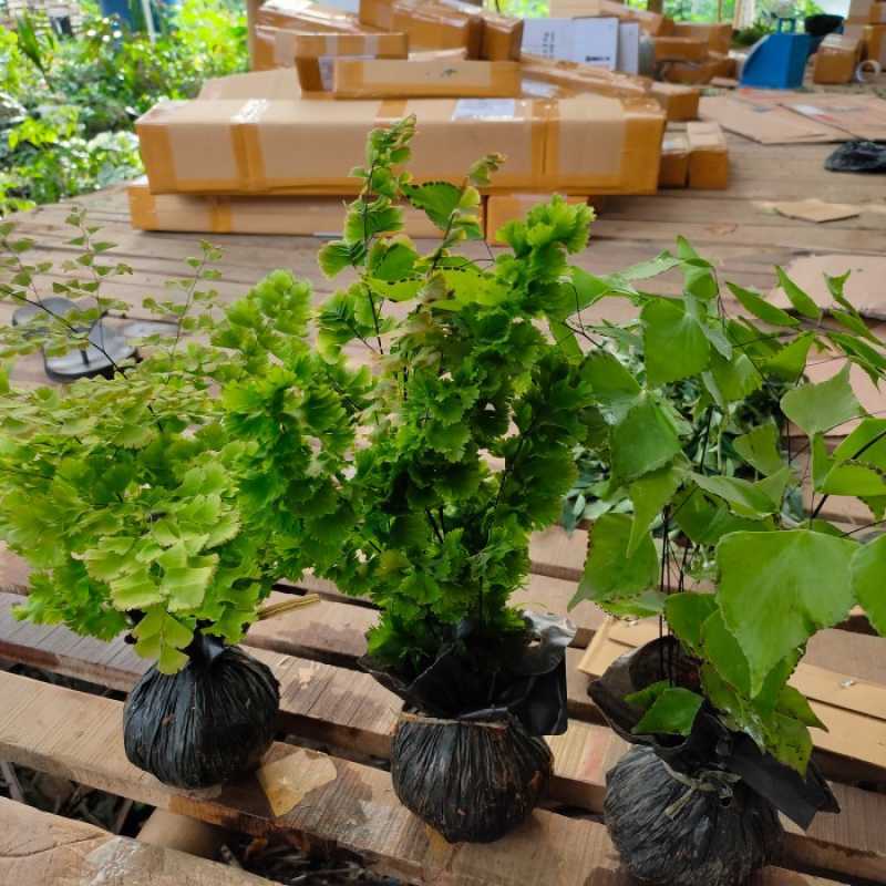 Jual Paket 3 Jenis Tnman Suplir Meidenhair, Suplir Gajah, Suplir Tusuk ...
