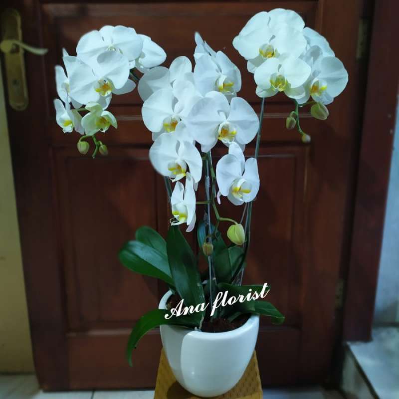 Promo Vas Bunga Anggrek Bulan,rangkaian Bunga Anggrek,bunga Ulang Tahun ...